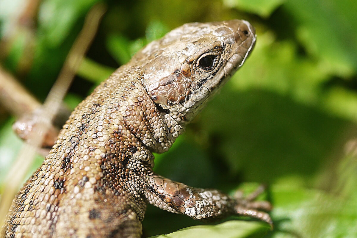 Morph Ecological Consultants Home Page